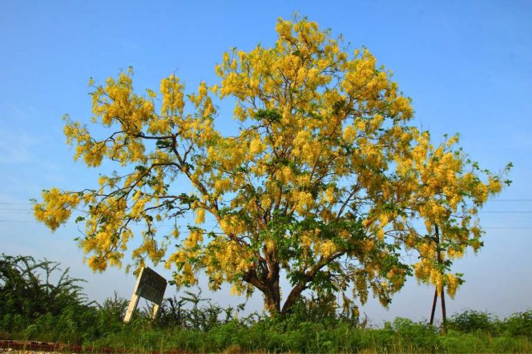 Discover The National Flower of Thailand: The Golden Shower Tree - Treasures Of Thailand