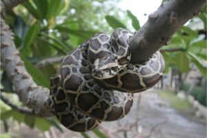 The 12 Most Common Species of Snakes in Thailand - Treasures Of Thailand