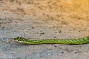 The 12 Most Common Species of Snakes in Thailand - Treasures Of Thailand