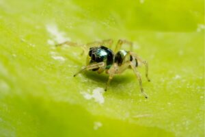 The 19 Most Common Spiders in Thailand You Might Find - Treasures Of ...