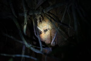 The 19 Most Common Spiders in Thailand You Might Find - Treasures Of ...