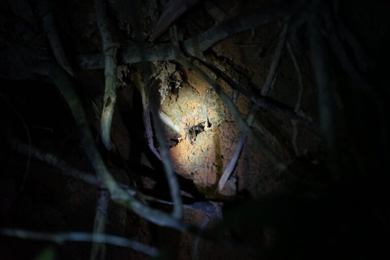 The 19 Most Common Spiders in Thailand You Might Find - Treasures Of ...