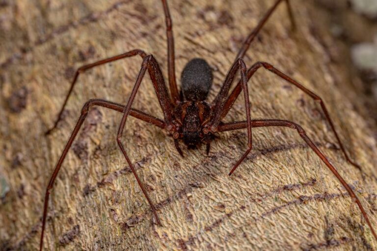 The 19 Most Common Spiders in Thailand You Might Find - Treasures Of ...
