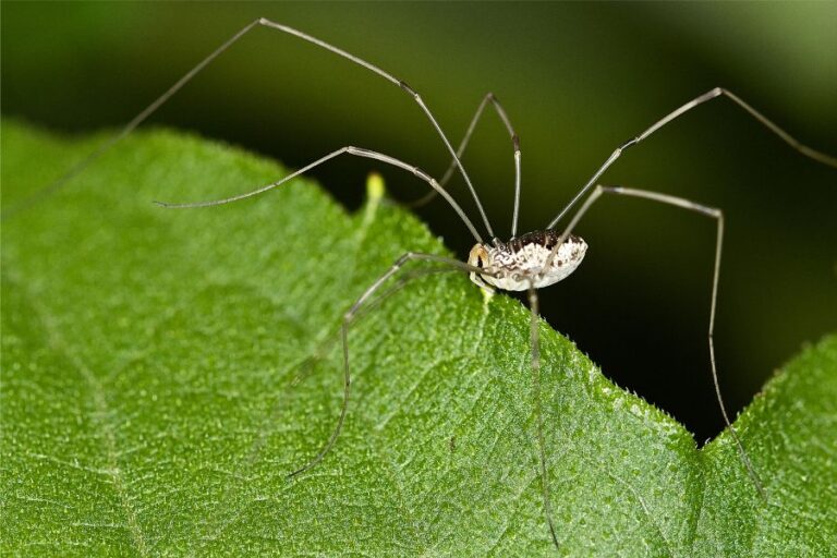 The 19 Most Common Spiders in Thailand You Might Find - Treasures Of ...