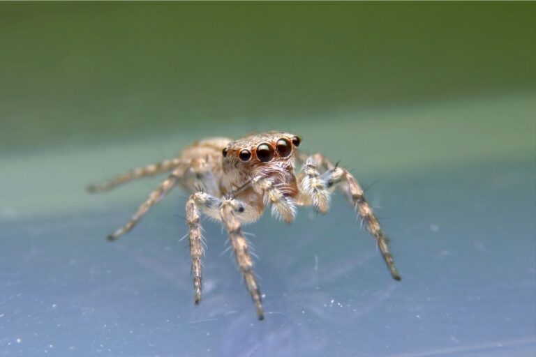 The 19 Most Common Spiders in Thailand You Might Find - Treasures Of ...