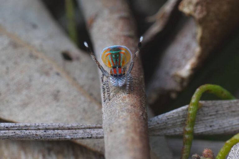 The 19 Most Common Spiders in Thailand You Might Find - Treasures Of ...